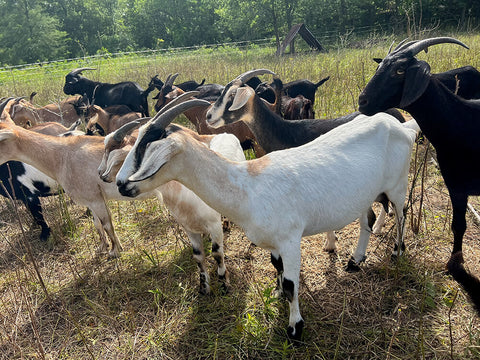 How Targeted Grazing Restores Wildlife Habitats – REP Provisions