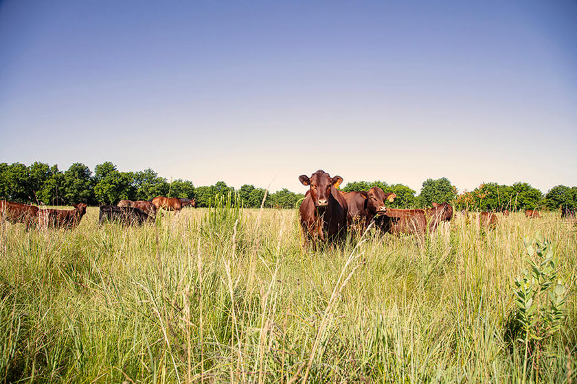 7 Benefits of Grass-Fed Beef vs. Conventional Meat – REP Provisions