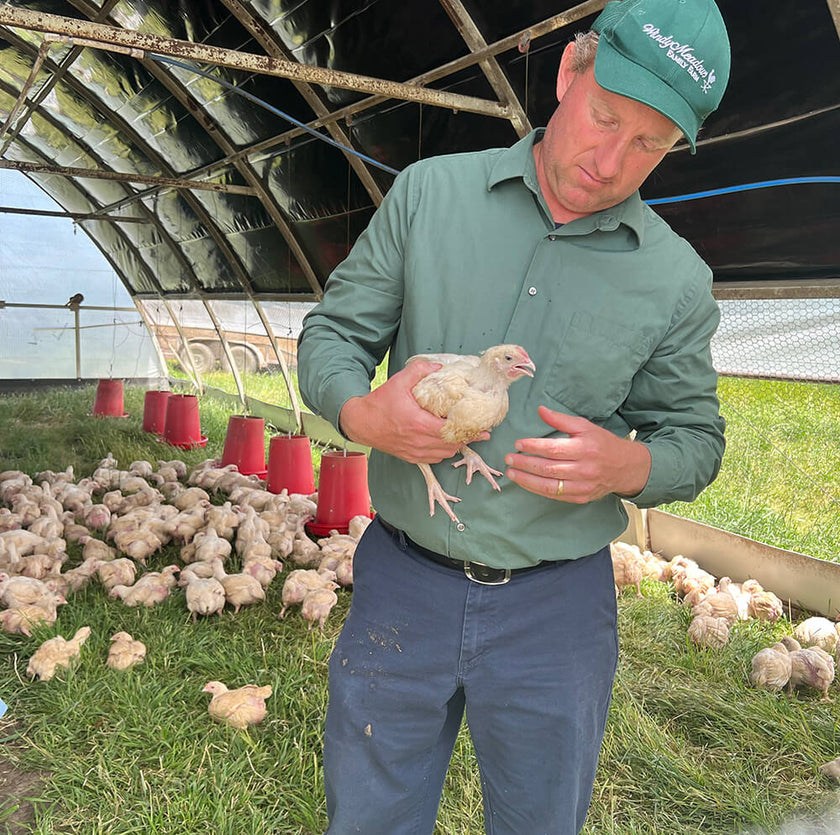 Pasture-Raised vs. Free-Range Chicken: Key Differences – REP Provisions