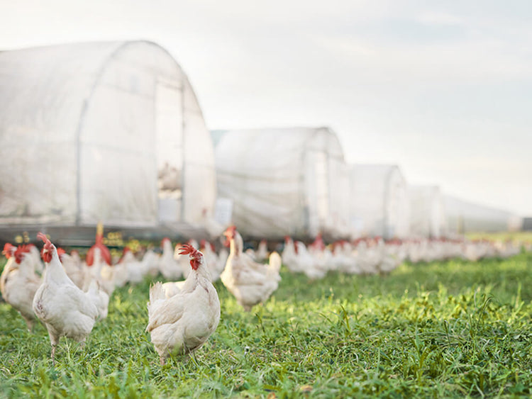 REP Pastured Chicken Box – REP Provisions