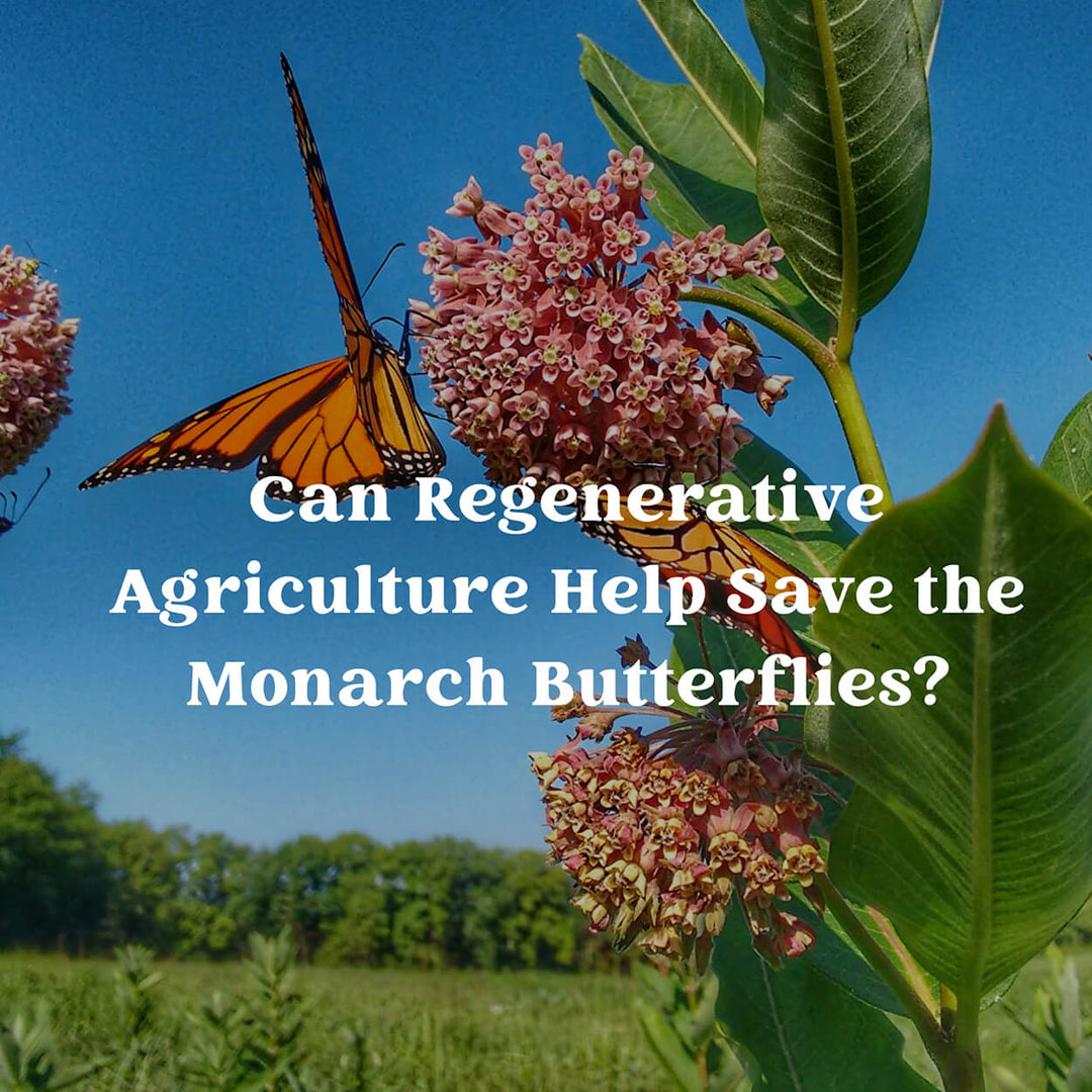 Monarch Butterfly Initiative | One for 100 Project – REP Provisions