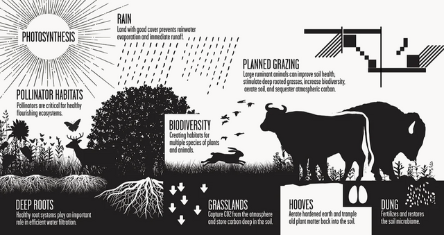 Why REP Beef is Healthier | Regenerative Raised – REP Provisions